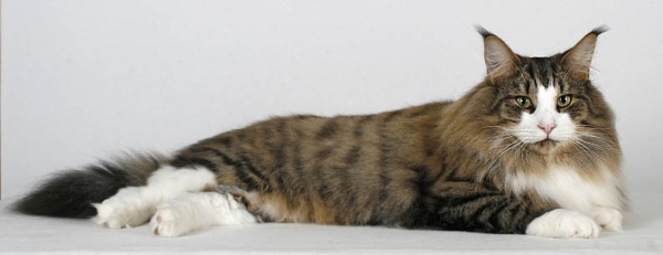 Chatterie de l'Eperon - elevage de chat norvegien en Drôme - proche de ...